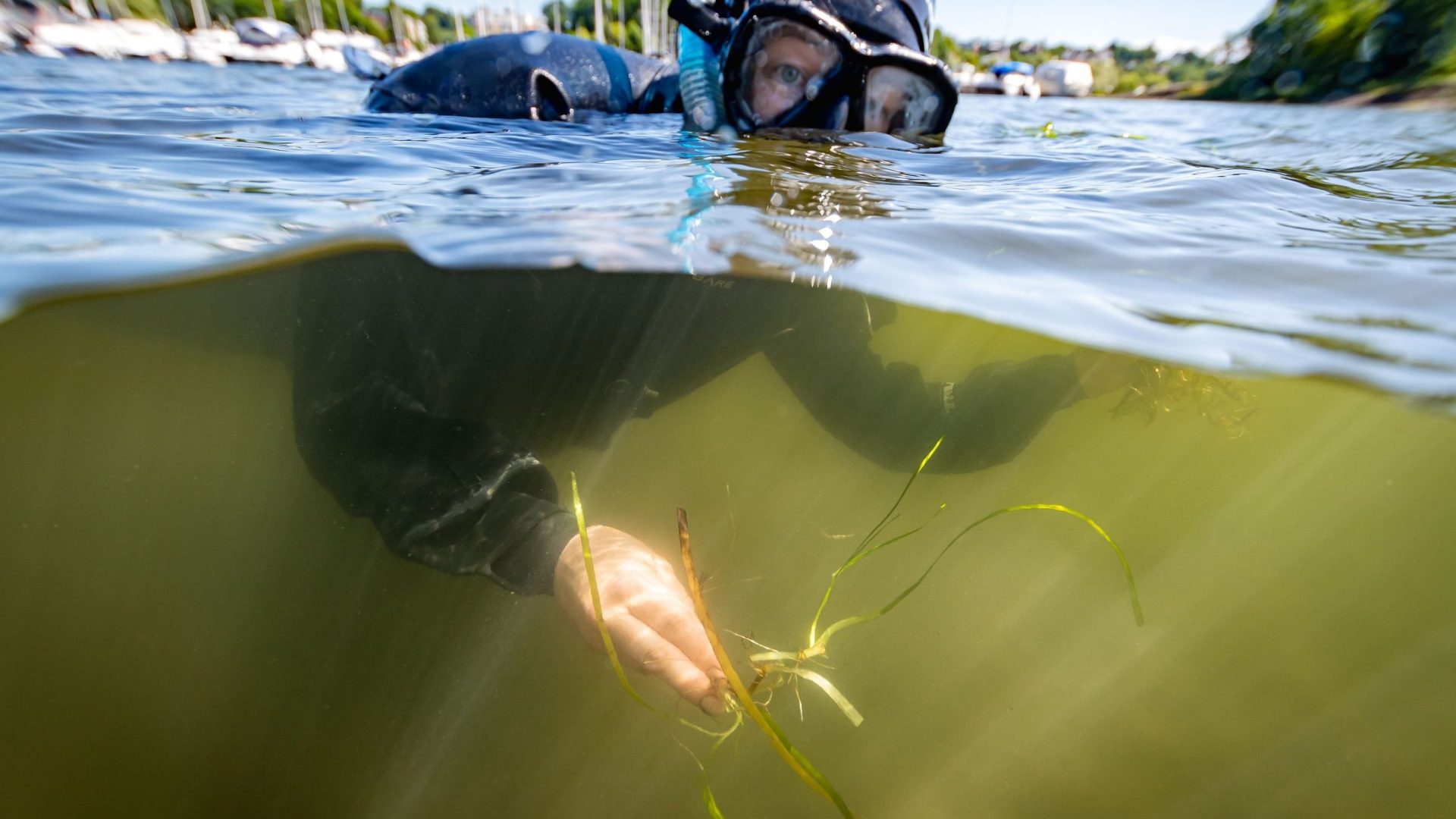 Nå planter Oslo kommune ålegras i Oslofjorden